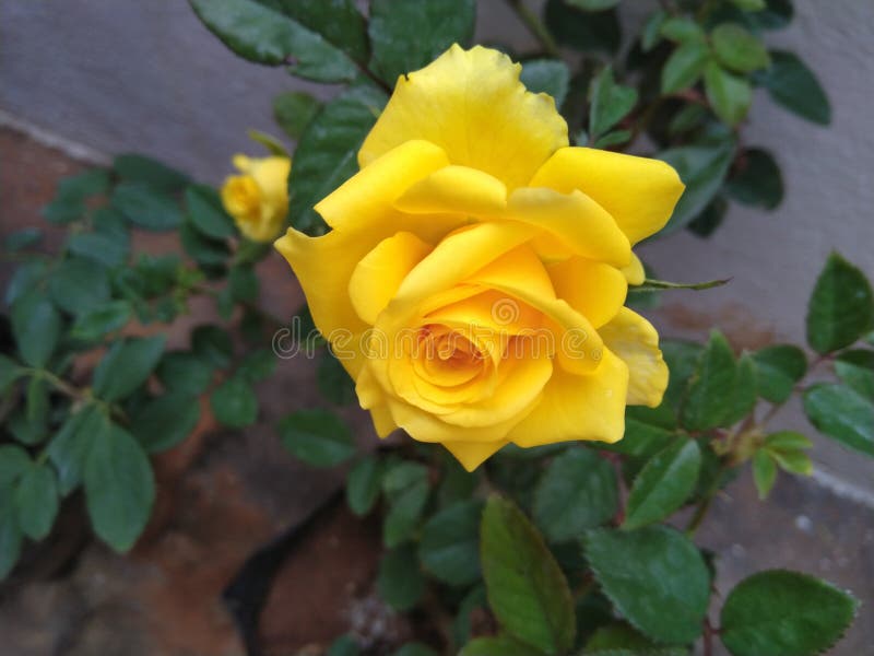 Yellow Rose Looks Romantic and Beauty Bloom Stock Photo - Image of ...