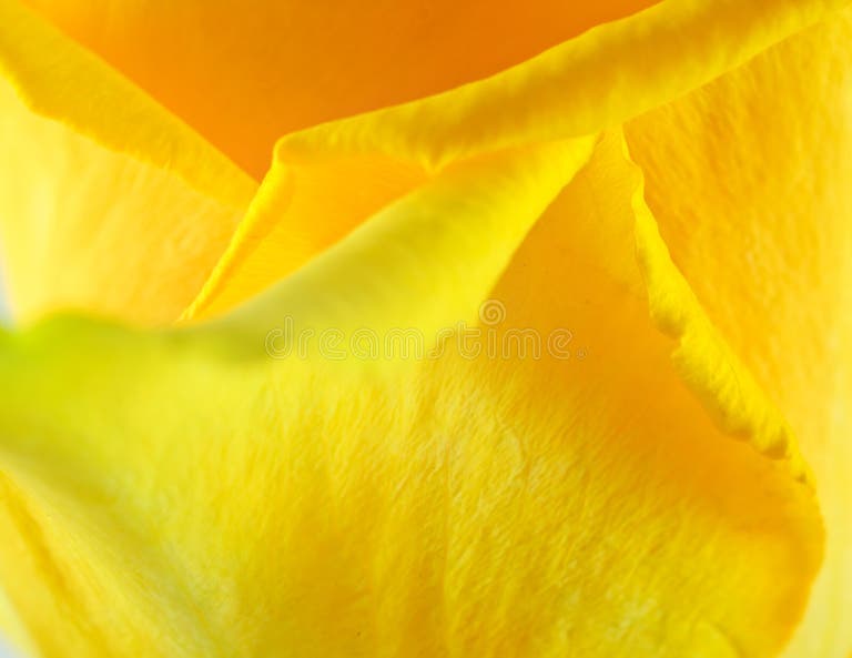 Yellow Rose Macro Sideways stock image. Image of love - 29446939