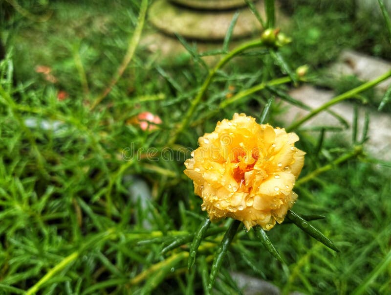 Yellow Rose Moss Flowers that Bloom at 9 am Stock Photo - Image of ...