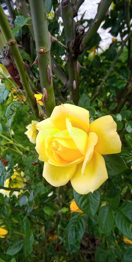 Yellow Rose the Most Beautiful Flower Stock Photo - Image of rose ...