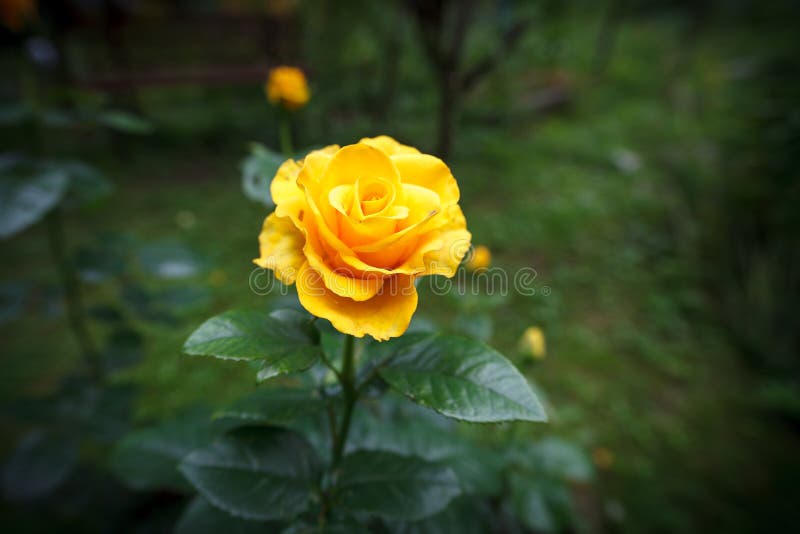 Yellow rose stock photo. Image of blossoming, beauty - 85281540