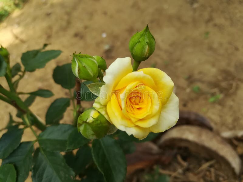 Yellow Rose Natural Flower stock image. Image of rose - 181788913