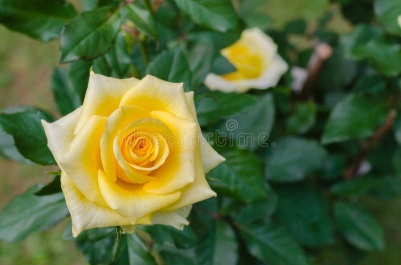 Yellow Rose in Natural Garden. Stock Photo - Image of flower, floral ...