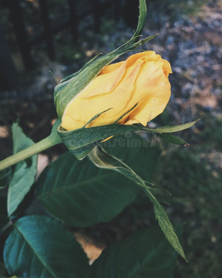 Yellow rose stock photo. Image of bloomed, yellow, rose - 94089288