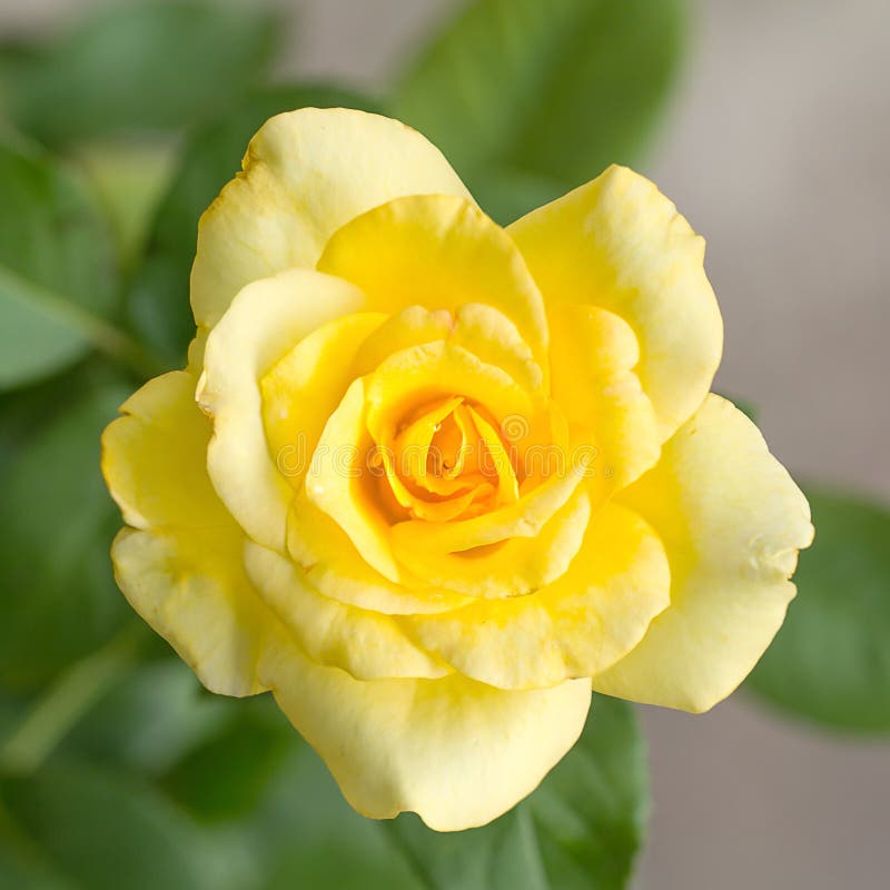 Yellow Rose stock photo. Image of love, natural, roses - 51663992
