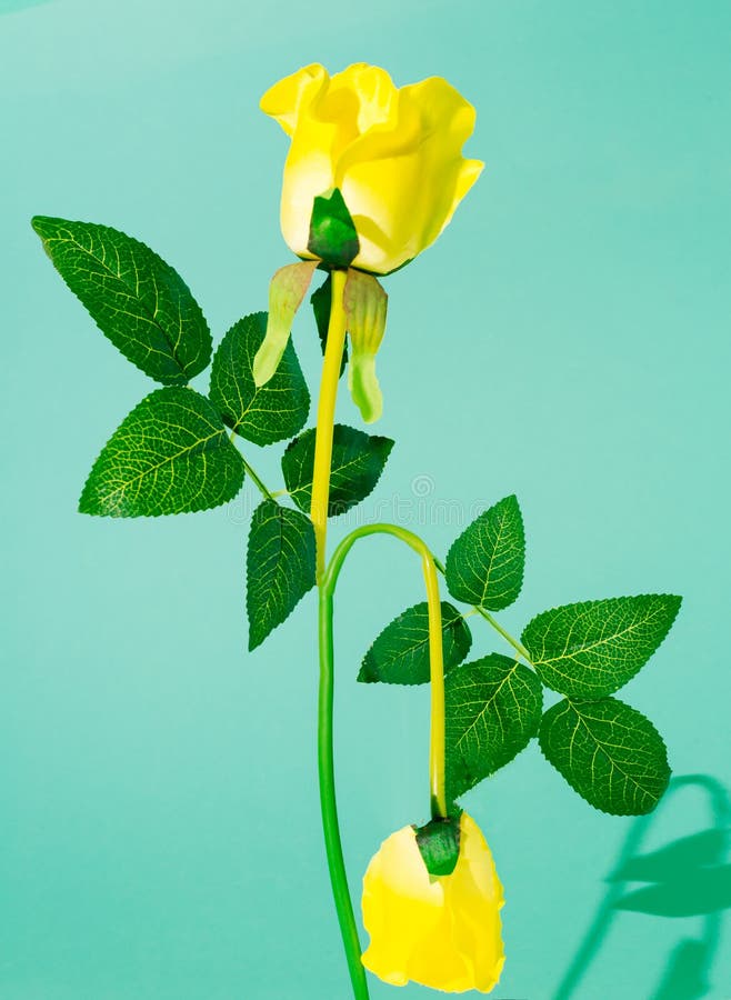 Yellow Rose on Pastel Background. Green Leaves and Shadow Stock Photo ...