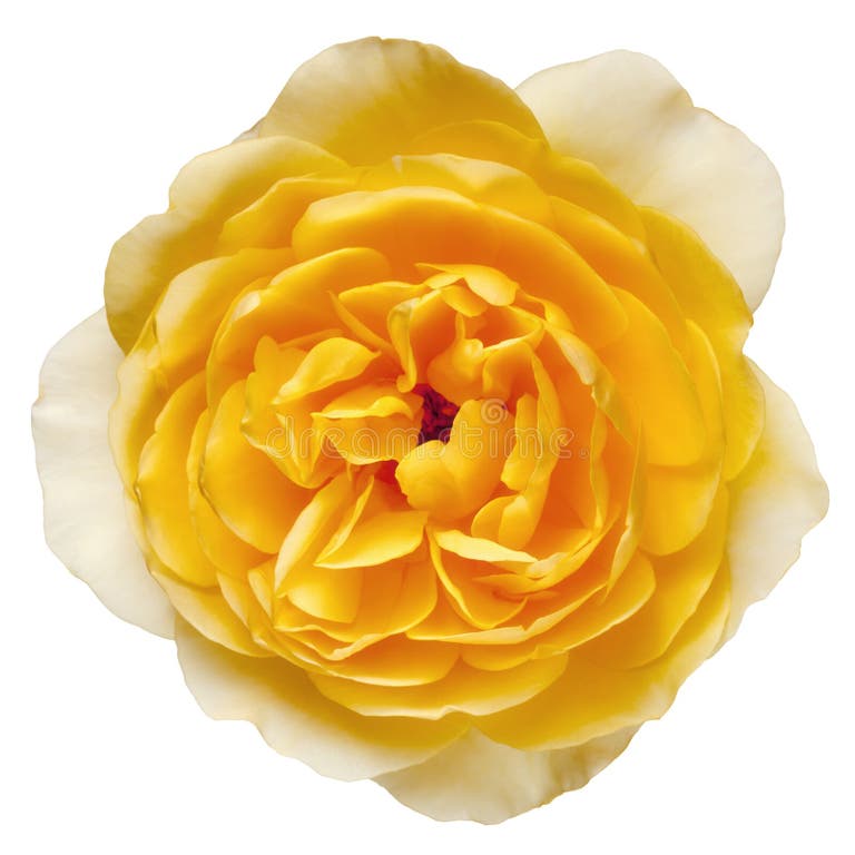 Yellow Rose with Path Isolated Stock Image - Image of floral, path ...