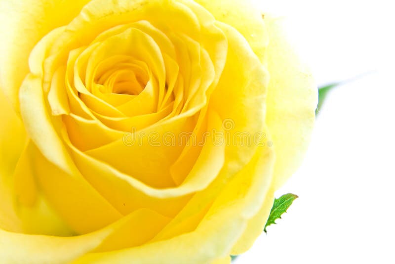 A Single Long Stemmed Yellow Rose on White Background. Stands for Joy ...