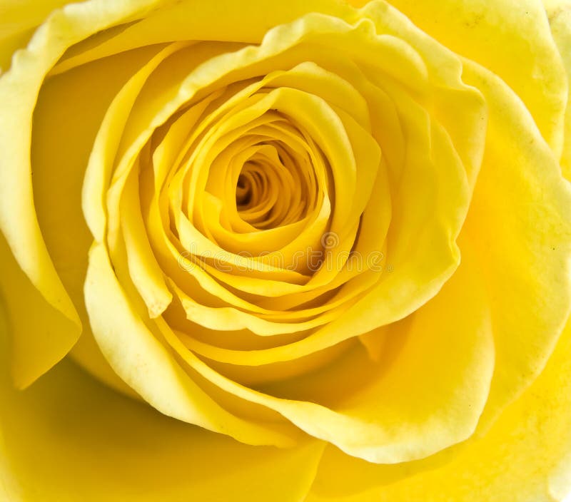 Pastel Yellow Roses with Droplets Background Stock Image - Image of ...