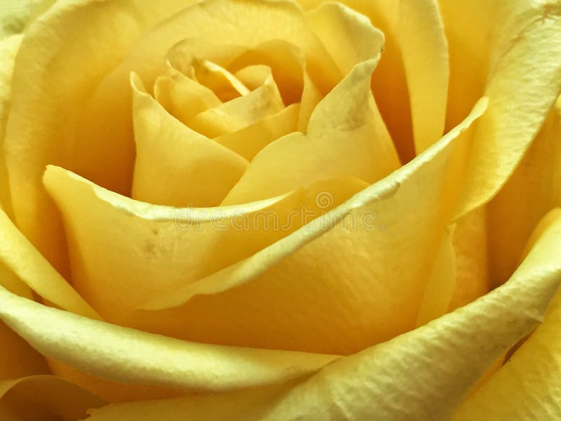 Yellow rose stock photo. Image of anniversary, bouquet - 90129528