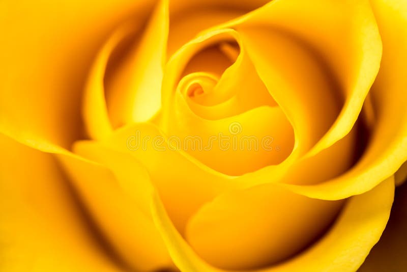 Yellow Rose. stock photo. Image of floral, blossom, holiday - 63317148
