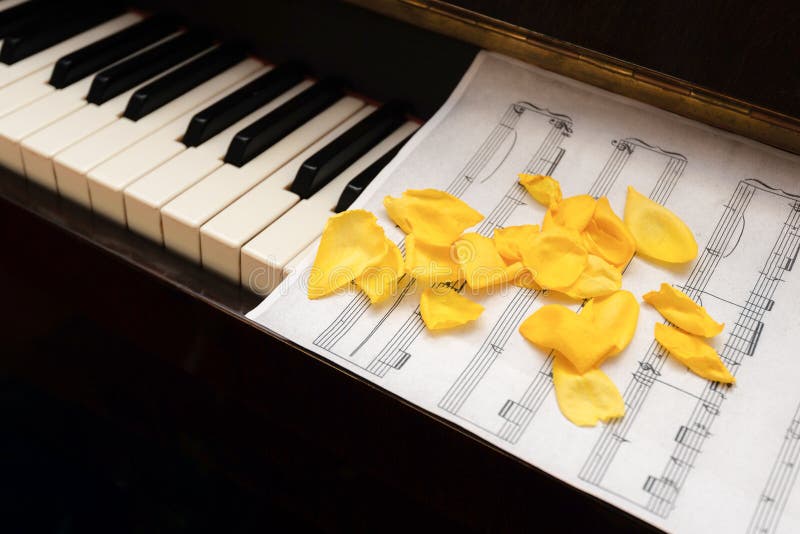 Yellow Rose Petals Lie on the Notes on the Piano Keys Stock Image ...