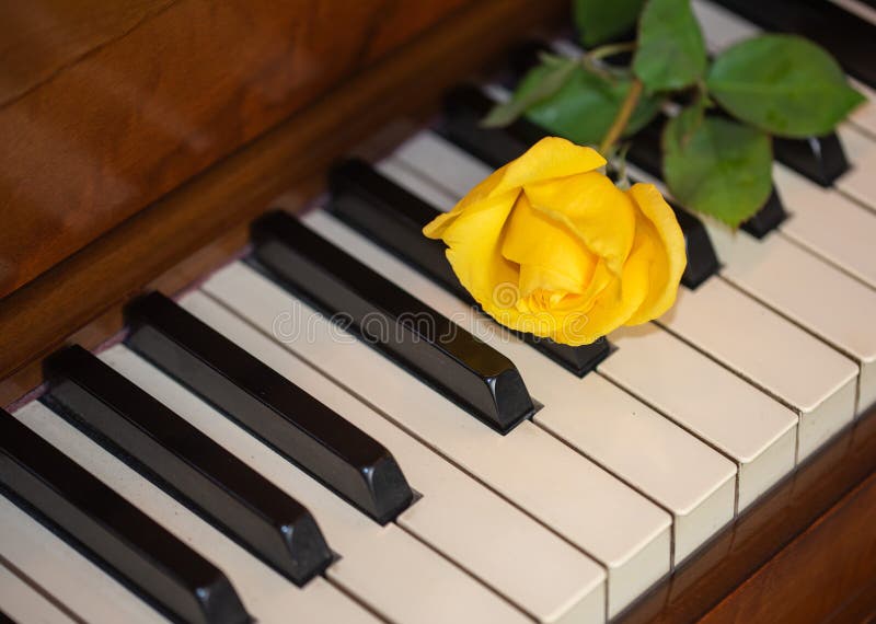 Yellow Rose on Piano Keyboard Stock Image - Image of yellow, music ...