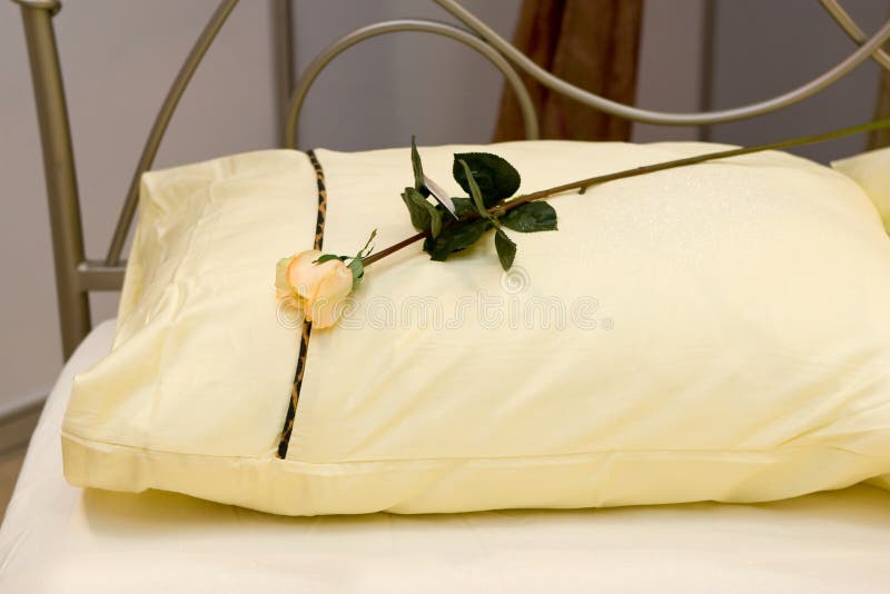 Yellow rose on a pillow stock photo. Image of single, pillow - 3396892