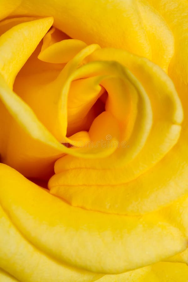 Yellow Rose Portrait Macro Background Stock Photo - Image of delicate ...