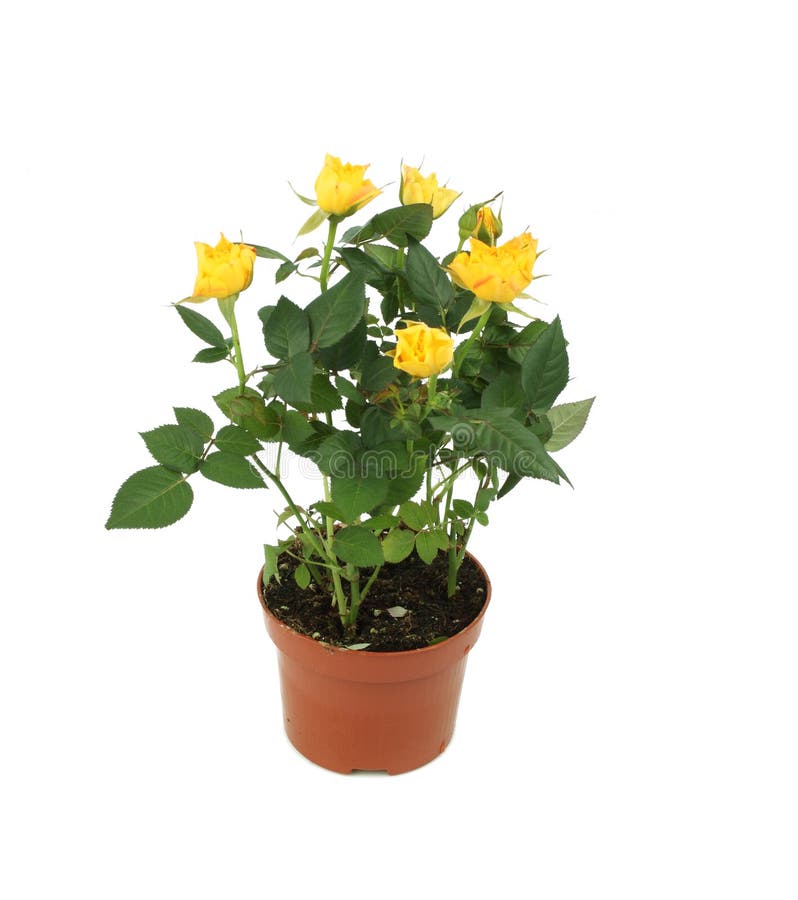 Yellow rose in pot stock photo. Image of collection, spring - 18436854
