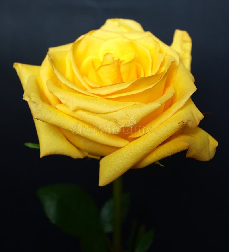 Yellow rose stock photo. Image of isolated, sunny, mauve - 39038766