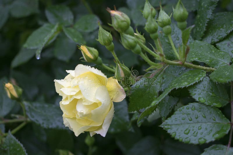 Yellow rose stock image. Image of rain, shrub, leaf, flowerbed - 98744457