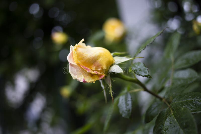 Yellow Rose is after the Rain Stock Photo - Image of background ...