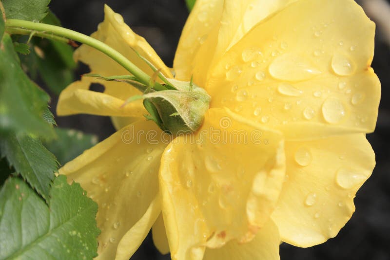 Yellow Rose with Rain Drops Stock Image - Image of yellow, flora: 93374711
