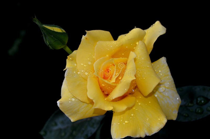 Yellow Rose with Rain Drops Stock Photo - Image of petal, color: 154622850