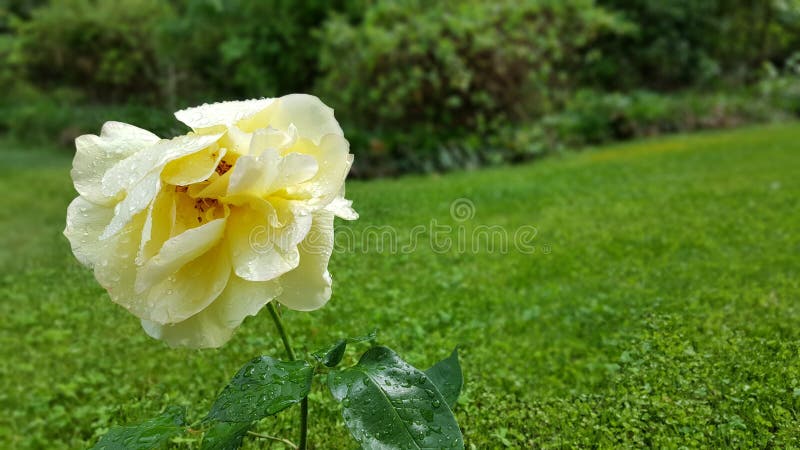 Yellow Rose with Rain Drops Stock Photo - Image of garden, rosebud ...