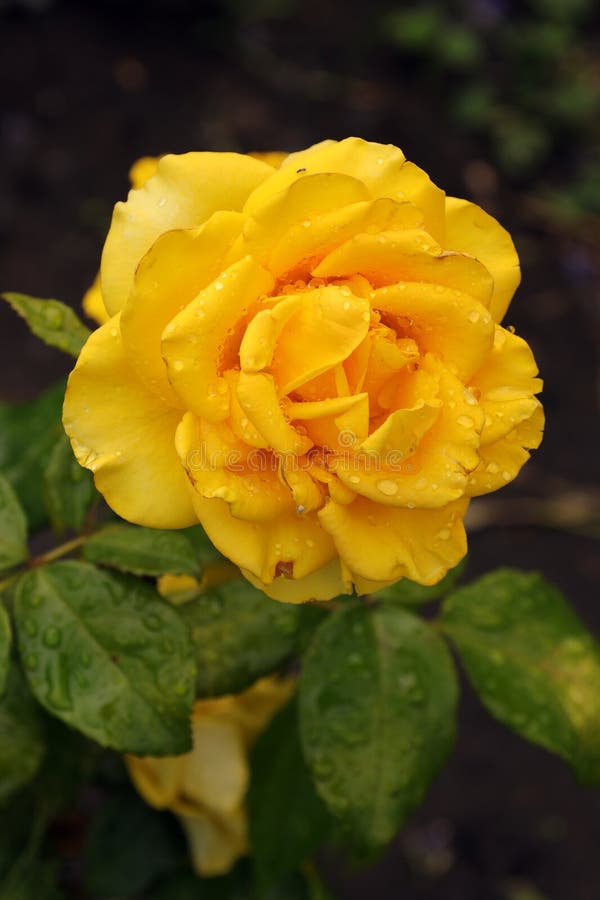 Yellow Rose after Rain in the Evening Garden Stock Image - Image of ...