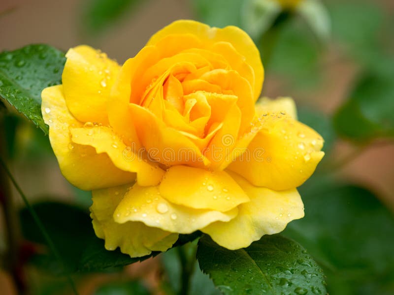 Yellow rose after the rain stock image. Image of love - 93463691