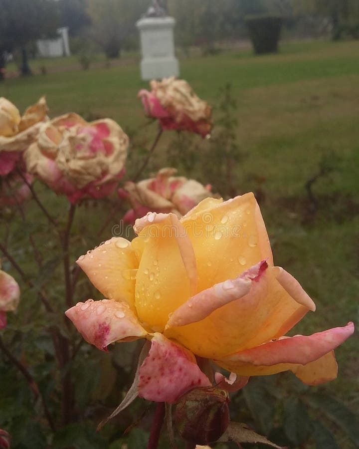 Yellow rose after rain stock image. Image of rose, park - 95538113