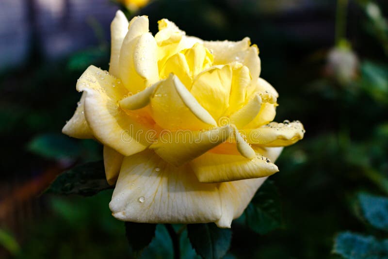 Yellow Rose after Rain. Petals with Drops of Dew Stock Photo - Image of ...