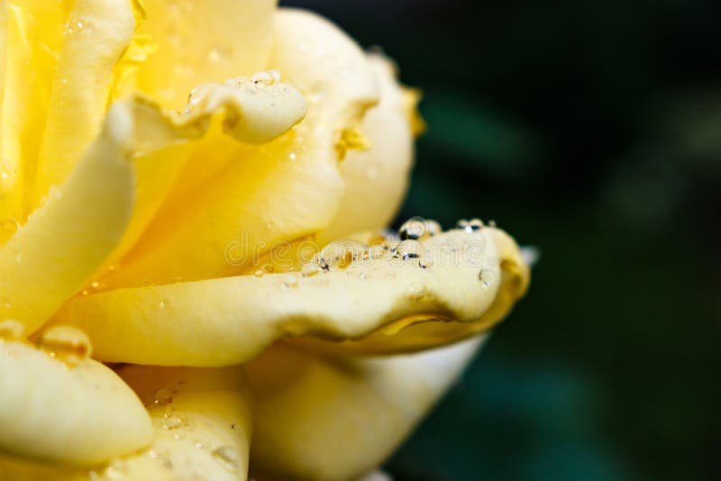 Yellow Rose after Rain. Petals with Drops of Dew Stock Image - Image of ...