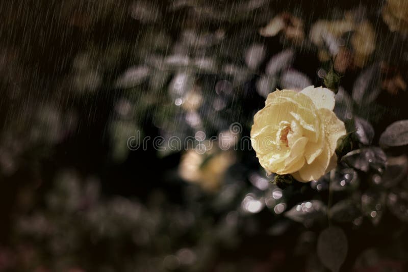 Yellow rose in the rain stock photo. Image of rain, yellow - 89618938
