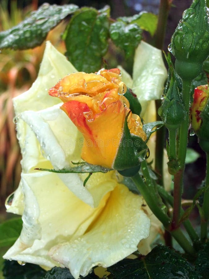 Yellow Rose with Rain stock photo. Image of roses, droplets - 122992748