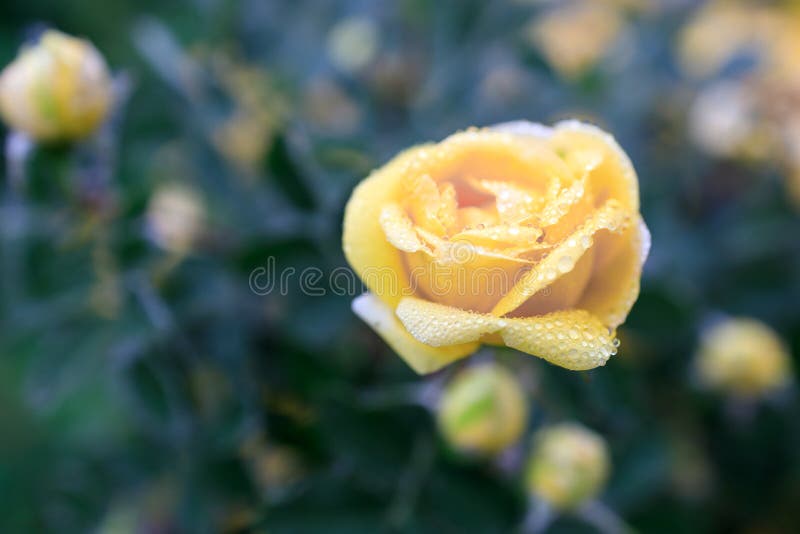 Yellow Rose with Raindrop on Bud, Flower Outdoors Stock Photo - Image ...