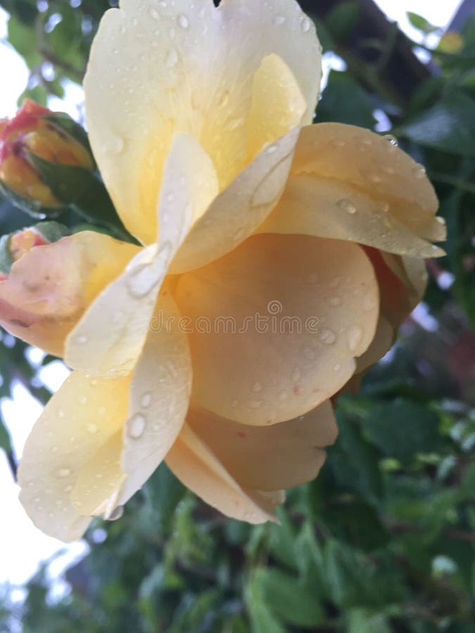 1,864 Yellow Rose Raindrops Photos - Free & Royalty-Free Stock Photos ...