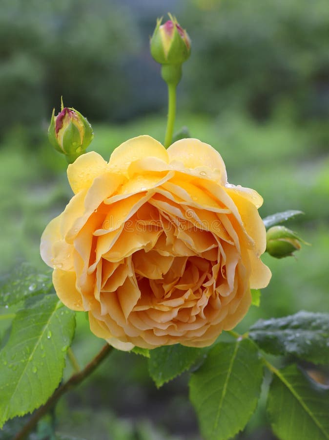 Yellow Rose with Raindrops Close - Up View. Yellow Rose with Water ...