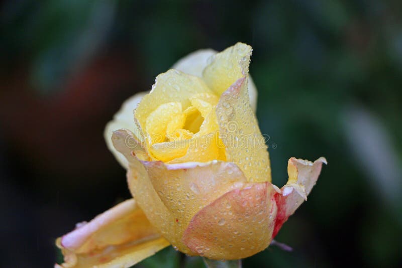 Yellow Rose with Raindrops stock photo. Image of natural - 14612444