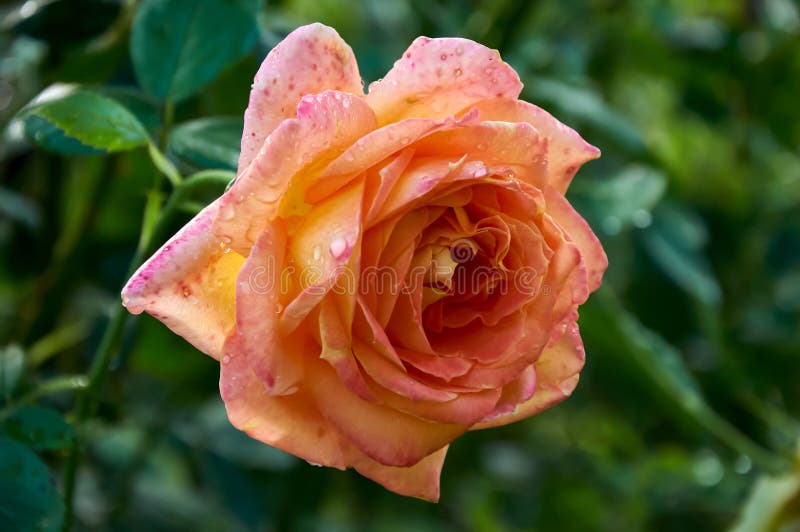 Yellow Rose with Raindrops in the Garden. Sunny Summer Day after Rain ...
