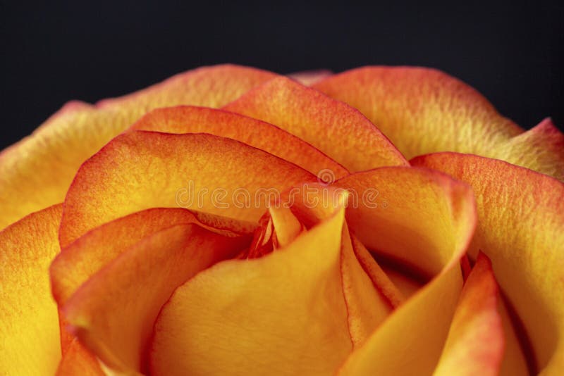 Yellow Rose with Red Edges. Isolated, Macro Background Stock Image ...