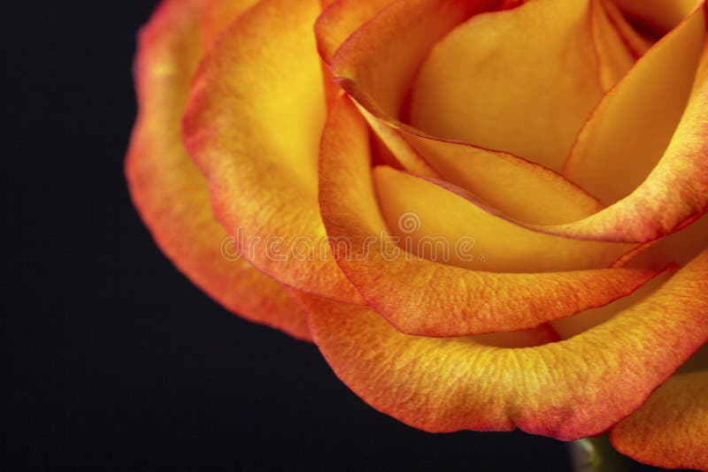 Yellow Rose with Red Edges. Isolated, Macro Background Stock Image ...