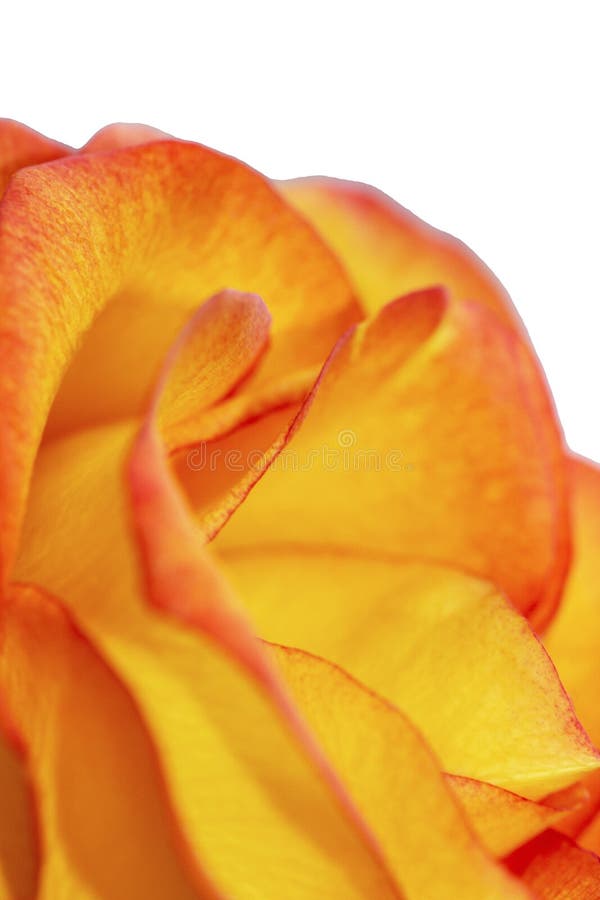 Yellow Rose with Red Edges. Isolated, Macro Background Stock Image ...