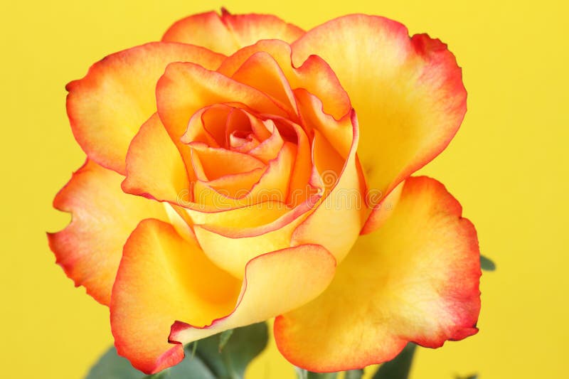 Yellow Rose with Red Edges of Petals Isolated on Yellow Background ...