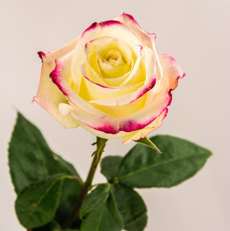 Yellow rose. stock image. Image of jewelry, fashion, petal - 44530551