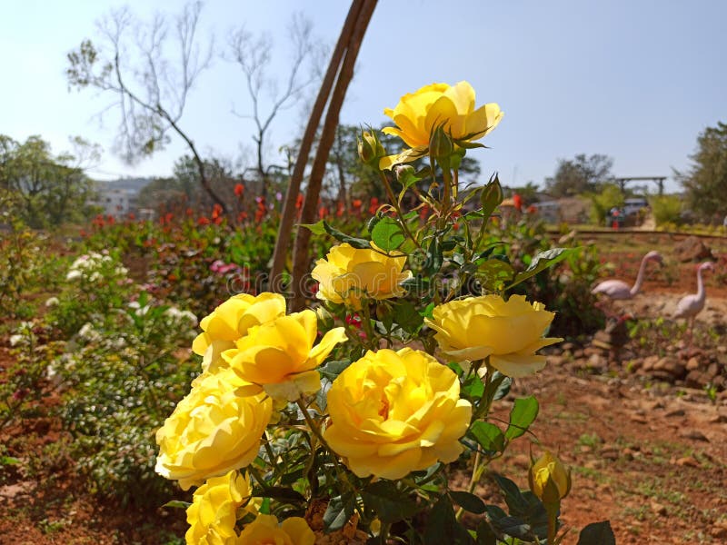 Yellow Rose with red soil stock image. Image of nature - 170899599