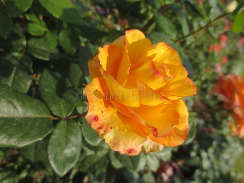Yellow Rose with Red Spots in the Garden. Stock Image - Image of spot ...