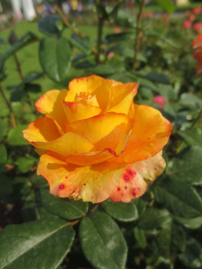 Yellow Rose with Red Spots in the Garden. Stock Image - Image of spot ...