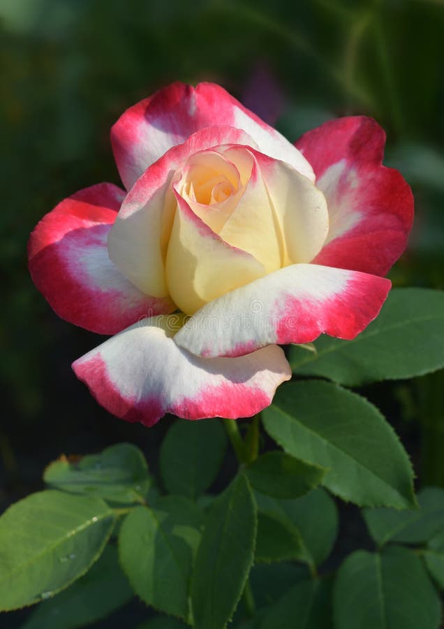 Yellow Rose with Red Tips of Petals Stock Image - Image of design, gift ...