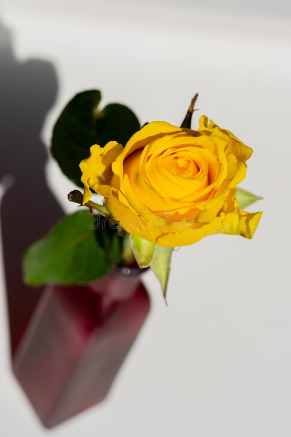 Yellow rose in a red vase stock photo. Image of decoration - 141211070