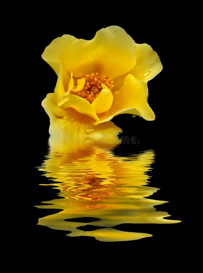 A Yellow Rose Reflected on Black Water Stock Image - Image of black ...
