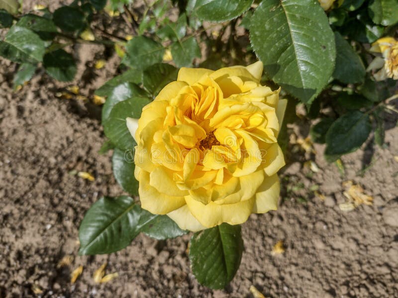 Yellow Rose in Romania. Macro Rose Stock Image - Image of macro ...